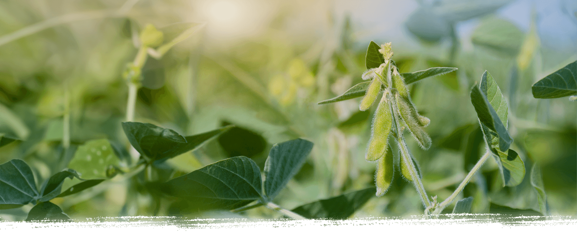 Janbee - Janbee Soybean Oil